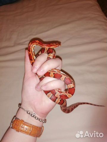 Маисовый полоз