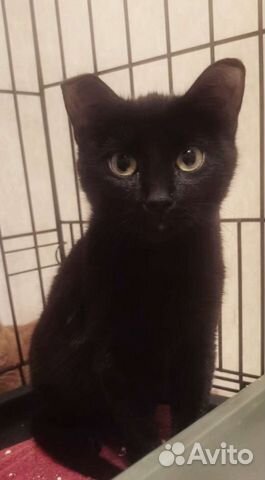 Котёнок