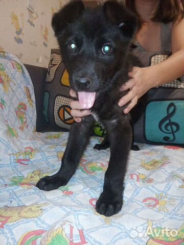 Прекрасные щенки 2 мес