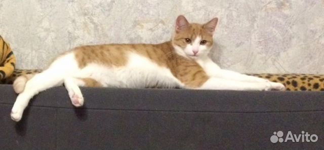 Кот Лексик ищет дом