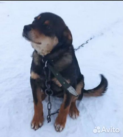 Шикарный щенок, мальчик