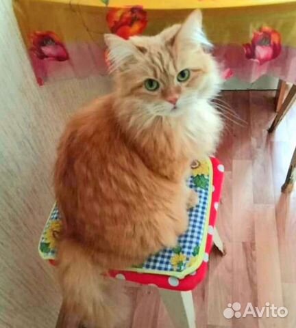 Сибирская рыжая кошечка и серый котик в дар