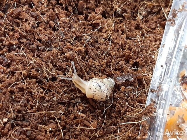 Улитки ахатины