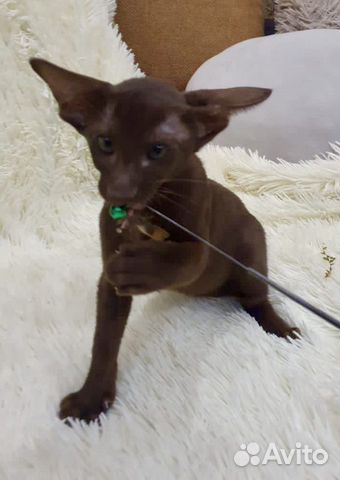 Ориентальные котята