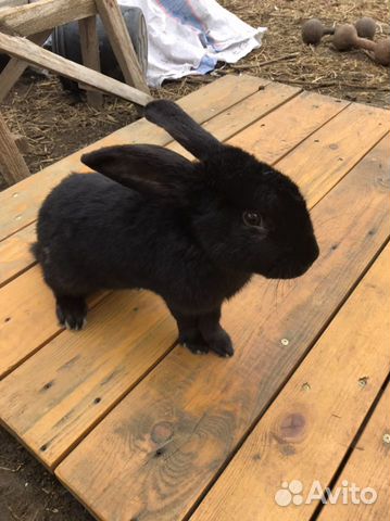 Кролик немецкий строкач