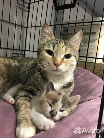 Кошка с котёнком в добрые руки