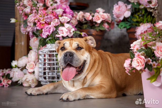 Щенок Ка де Бо (кадебо) ждет Владельцев