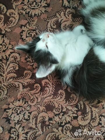 Отдам коият в добрые руки