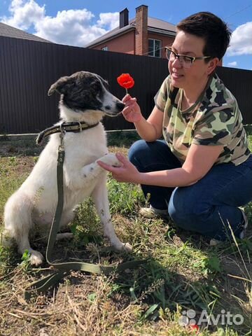 Собака в добрые руки
