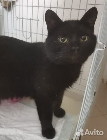 Платон из приюта, 10 мес., кастрирован, привезут