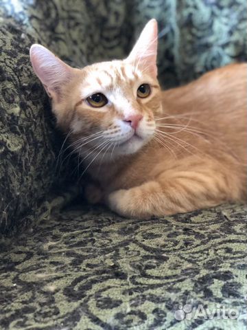 Рыжий брутал Семен, 1 год