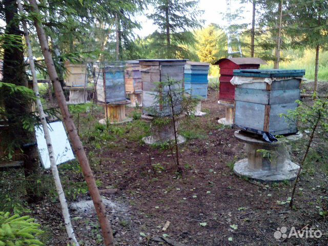 Продам пчел с ульями и без