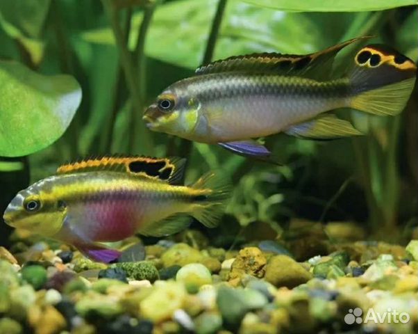 Пельвикахромис попугай цихлиды