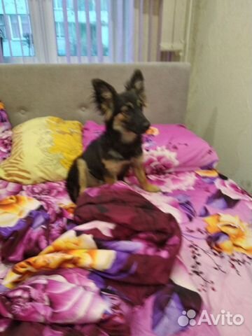 Собачка Мила