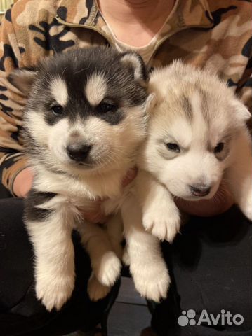 Сибирский хаски