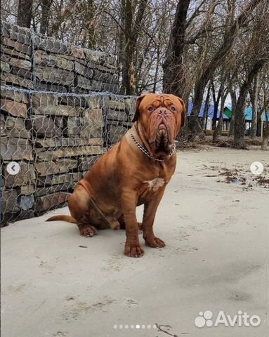 Бордовский дог