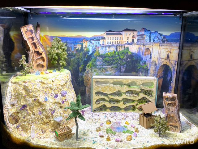 Аквариум стенд с муравьями (муравьиная ферма)