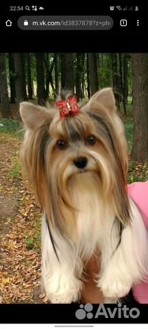 Малышки Бивера