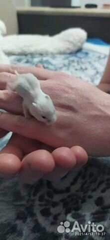 Джунгарские хомяки бесплатно