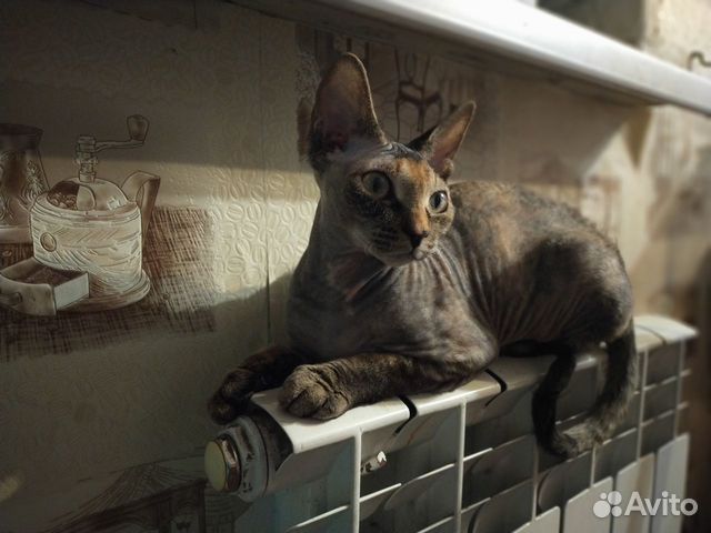 Кошка сфинкс