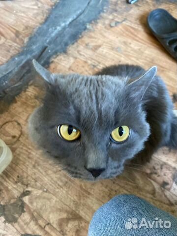 Котик в добрые руки