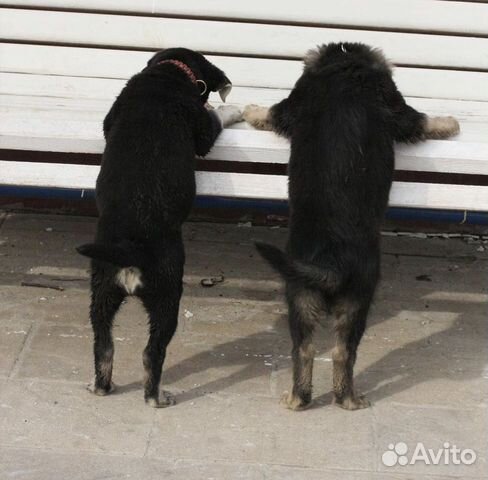 Очень классные щенки в самые ответственные руки