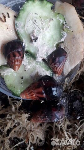 Limicolaria aethiops улитки тропические