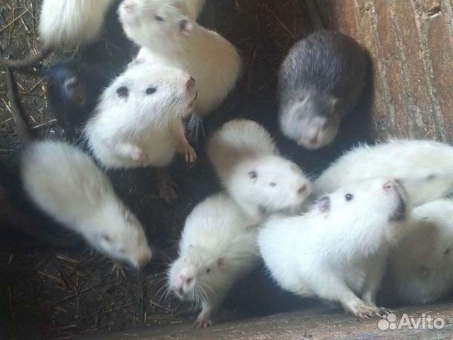 Продаю нутрий самки и самки на племя