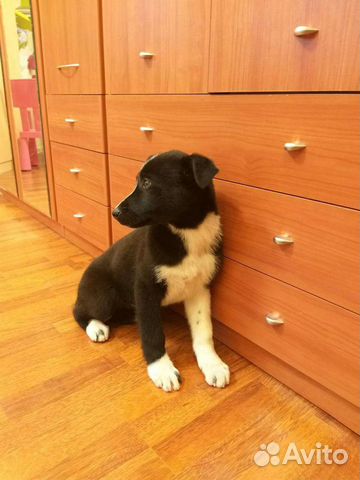 Щенок 3,5 месяца (Мальчик)