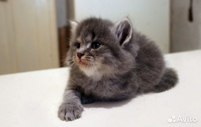 Пушистая дымчатая кошечка мечтает о доме