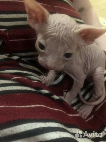 Донской сфинкс