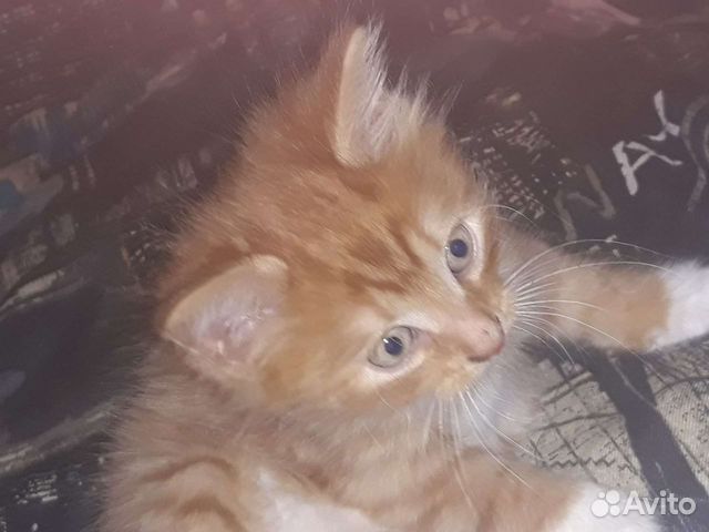 Солнечный котейка