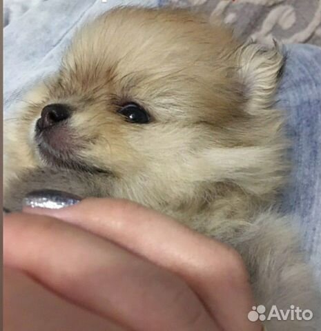 Щенки шпица