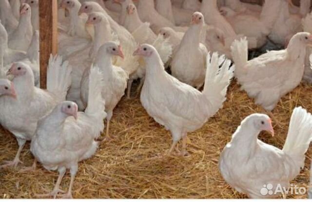 Куры несушки