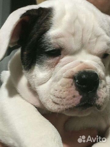 Староанглийский бульдог