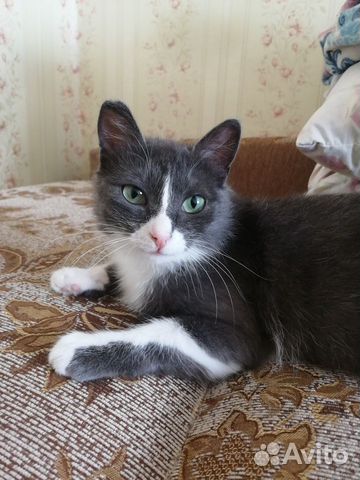Кошка в добрые руки