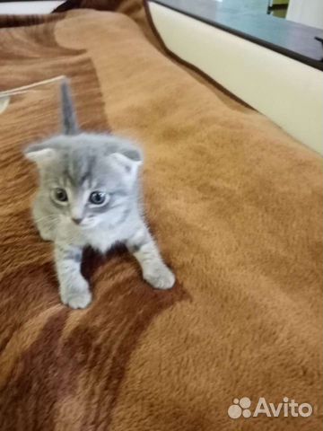 Котята Шотландской вислоухой в добрые руки