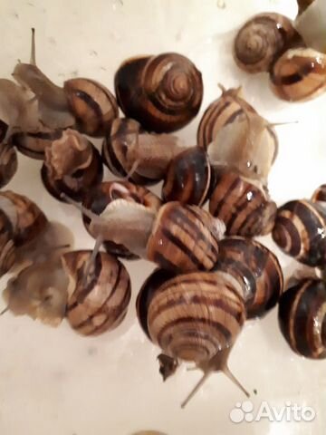 Улитки виноградные