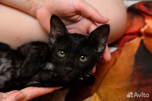 Саванна котенок мальчик