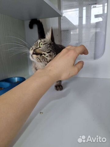 Очень ласковый кот Эрик в добрые руки