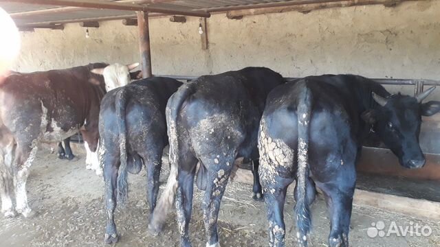 Продаются бычки