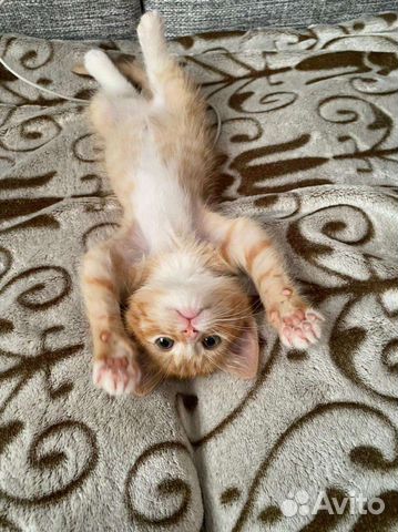 Рыжулька красотулька