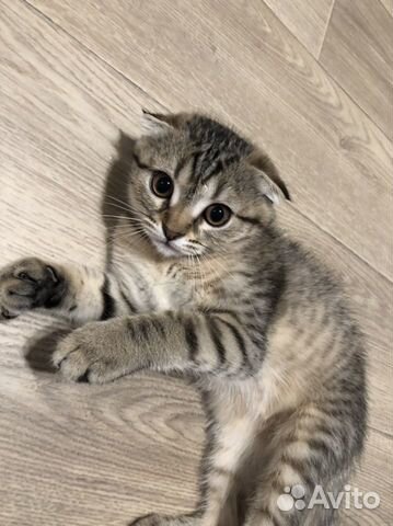 Шотландская,вислоухая,длинношерстная,отдам лоток,д