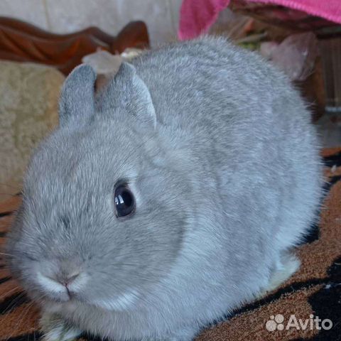 Нидерландский карлик, самка