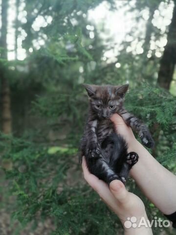 Дымчатый котенок