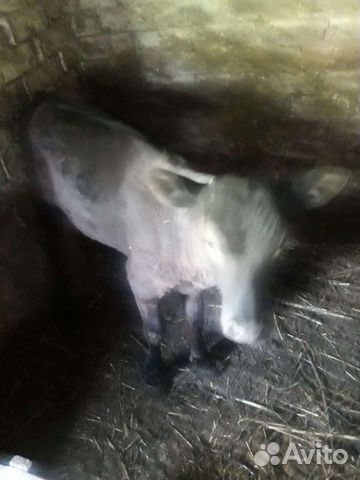 Продаю тёлочку 4месяца было 6 мая