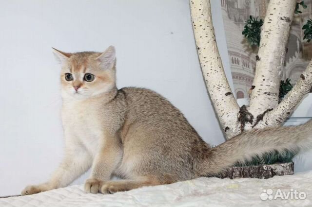 Британская золотая шиншилла
