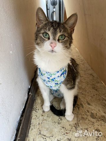 Милая Люсенька в добрые руки