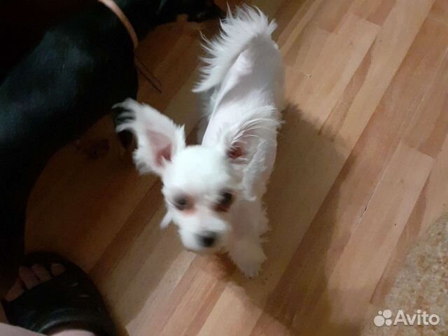 Мальтийская болонка mini