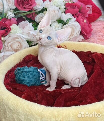 Котята канадский сфинкс